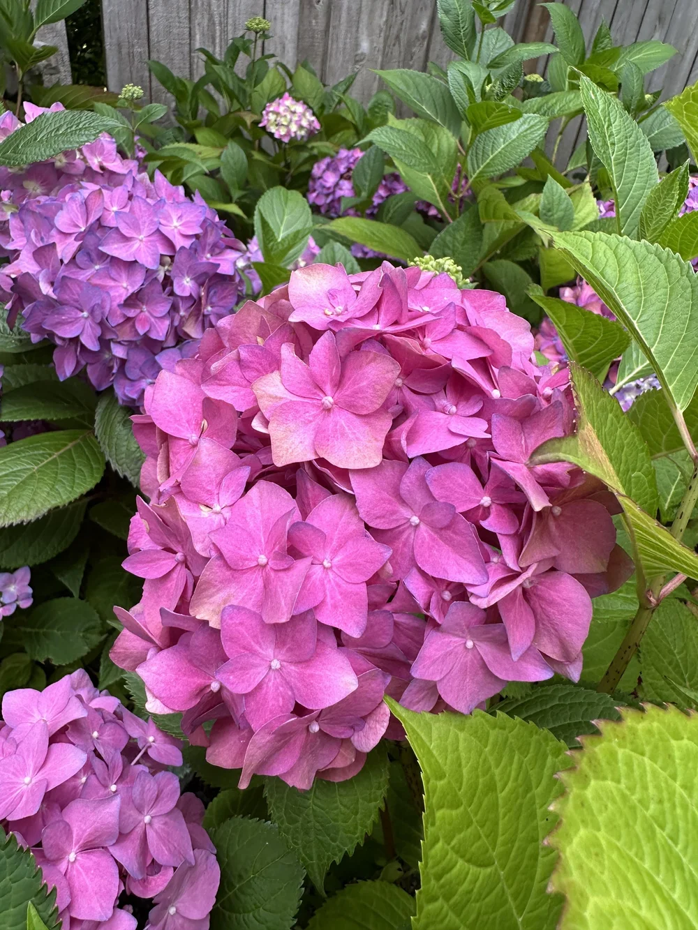 Let's Dance Hydrangeas — Sunnyside Nursery