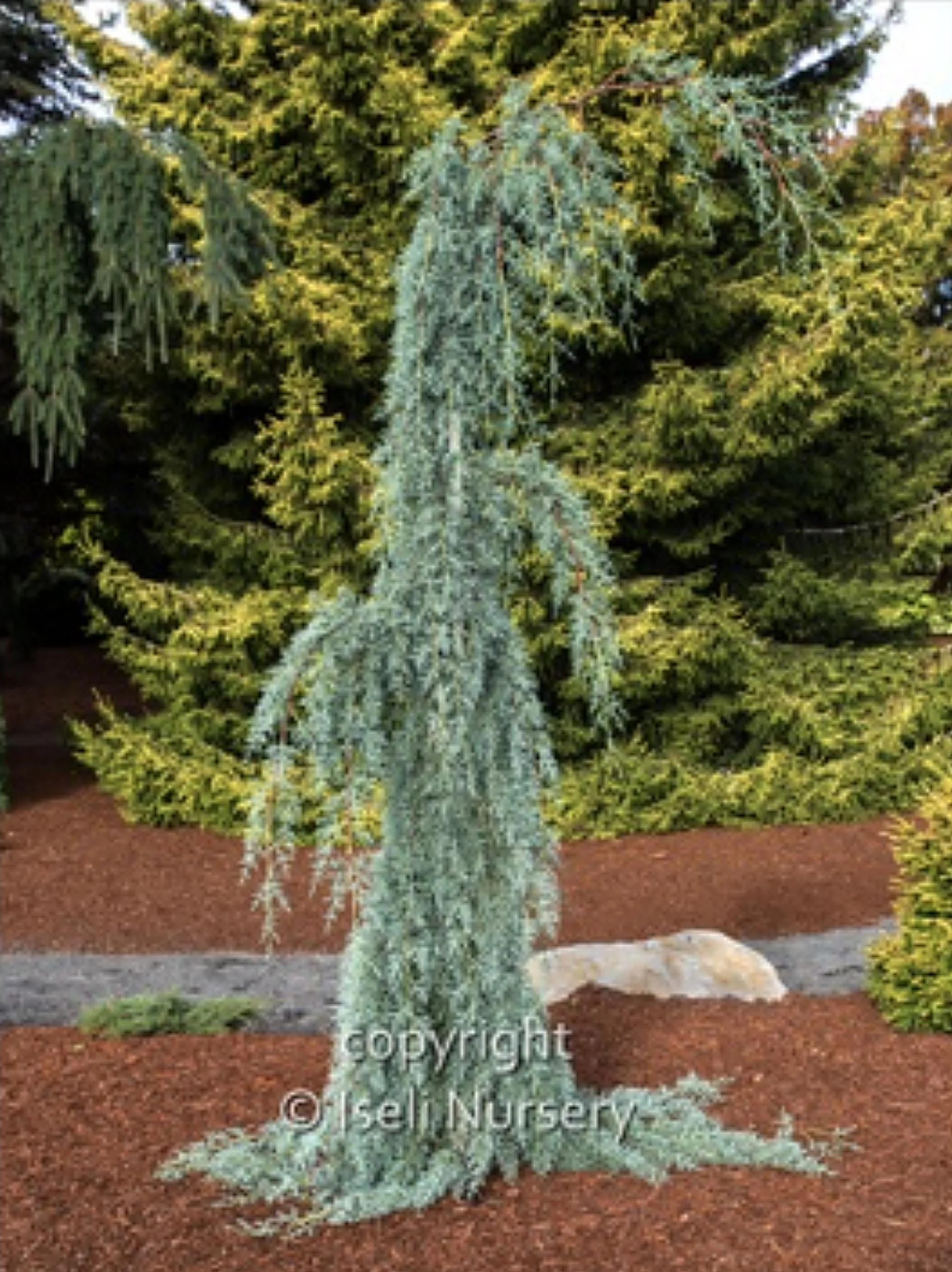 Cupressus — Sunnyside Nursery