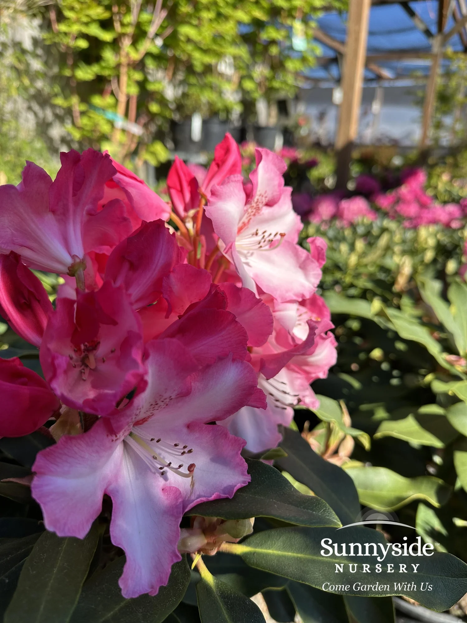 Red Rhododendrons — Sunnyside Nursery