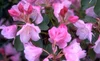 Pink Rhododendrons — Sunnyside Nursery