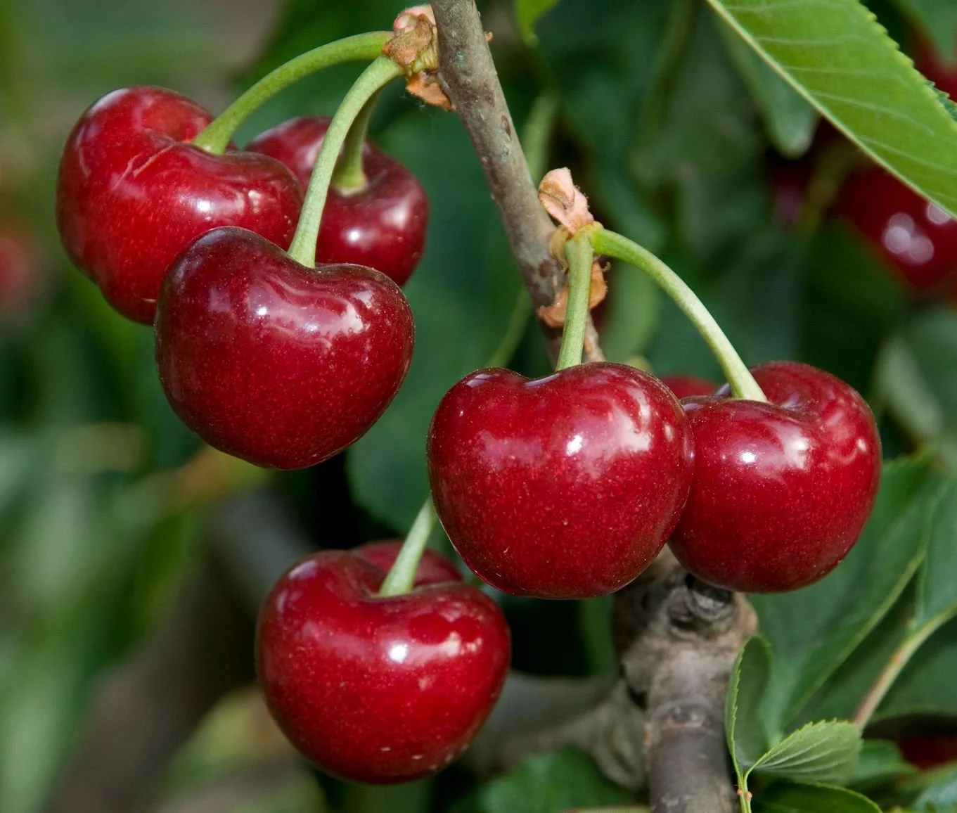 Cherry Trees — Sunnyside Nursery