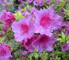 Purple Evergreen Azaleas — Sunnyside Nursery