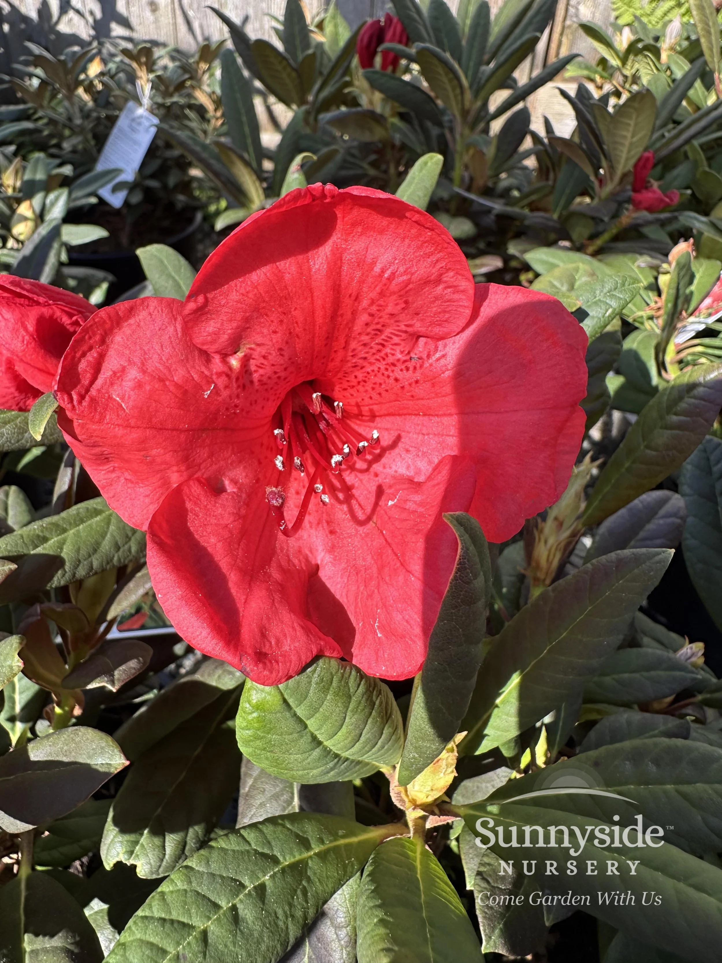 Red Rhododendrons — Sunnyside Nursery