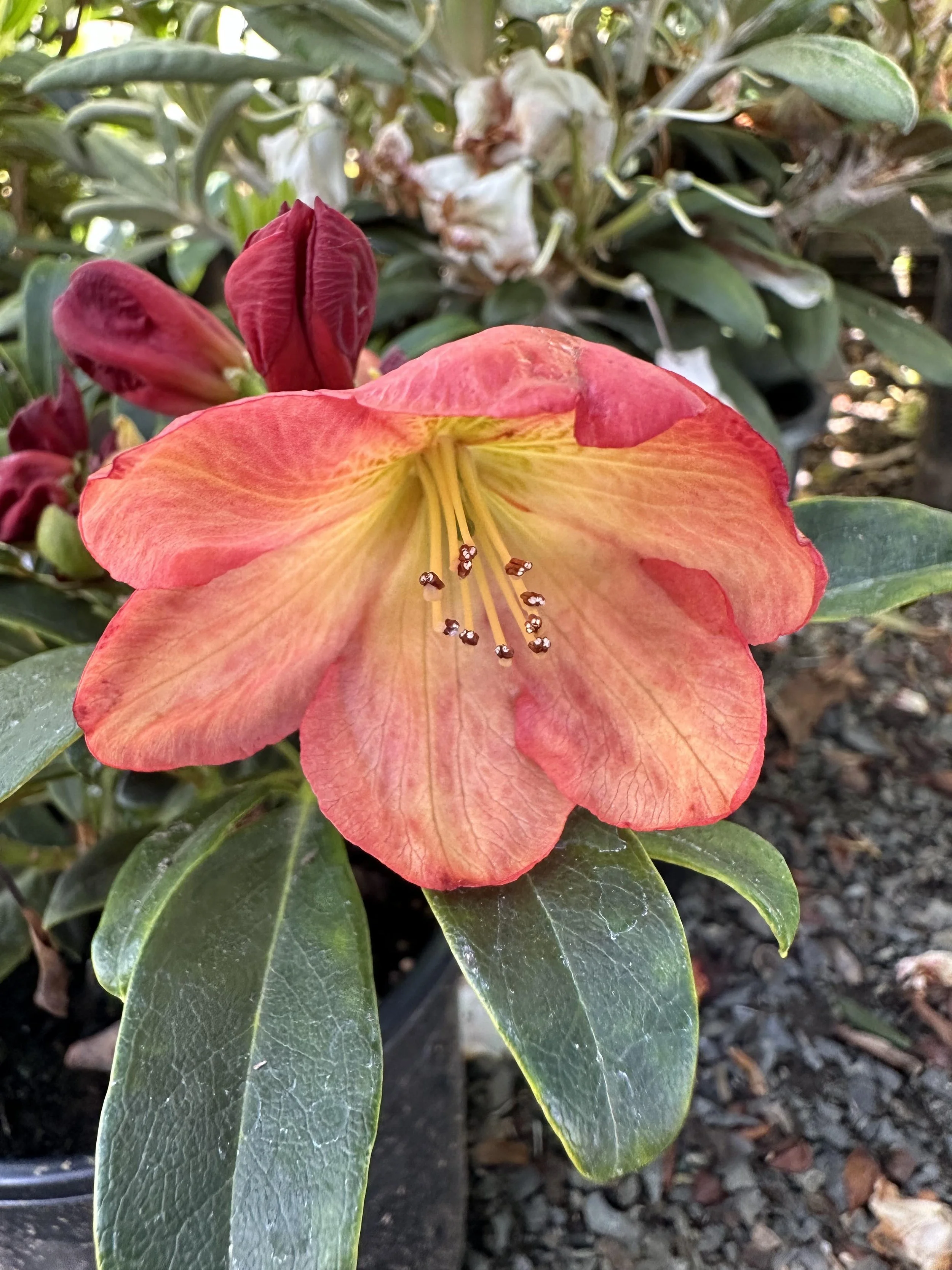 Orange & Yellow Rhododendrons — Sunnyside Nursery