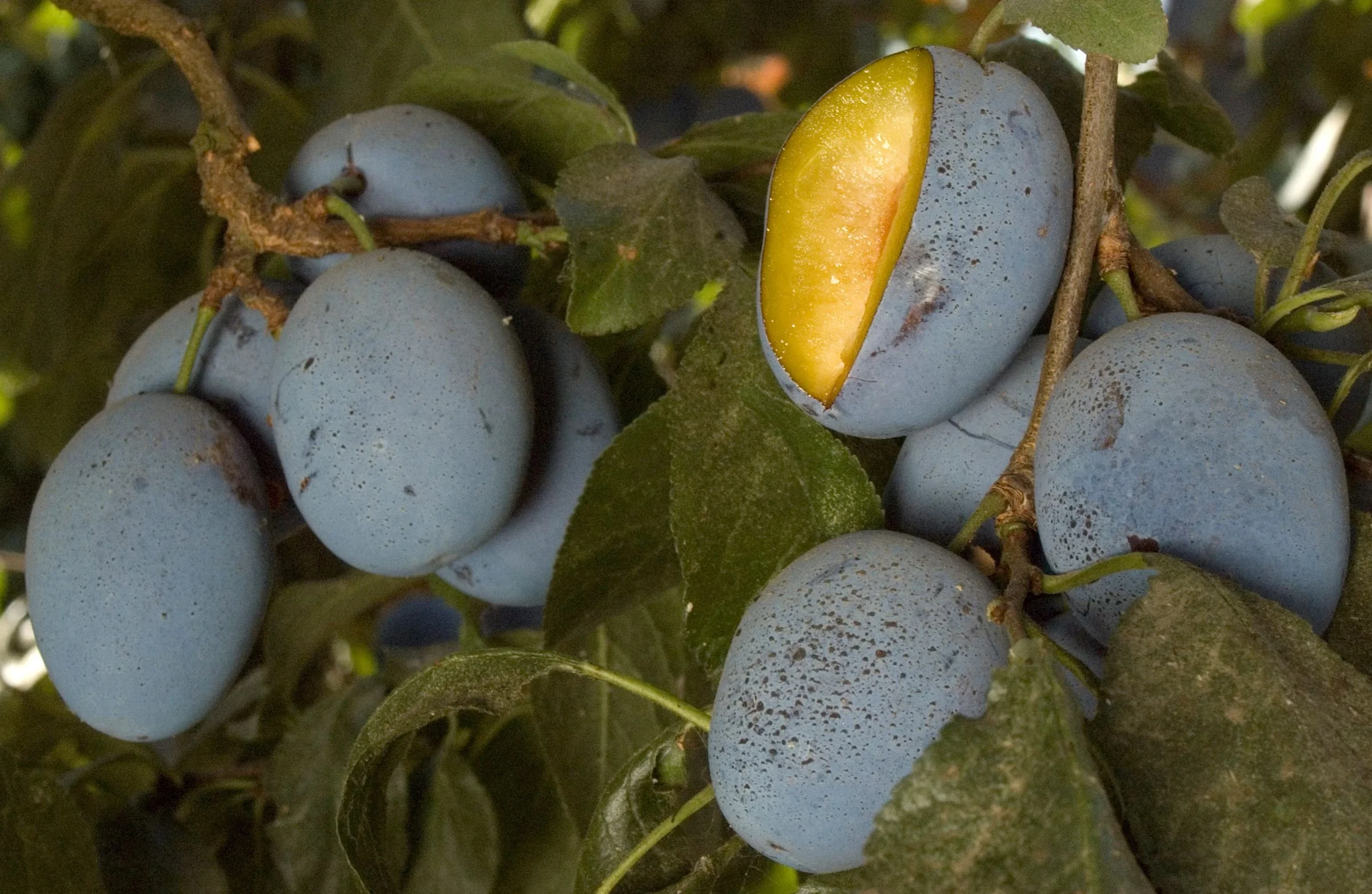 Plum Trees — Sunnyside Nursery