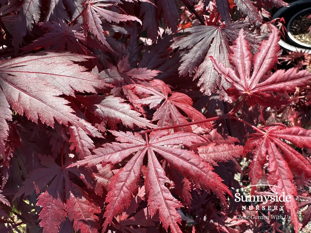 Specialty Japanese Maples — Sunnyside Nursery