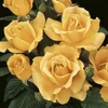 Floribunda Roses — Sunnyside Nursery