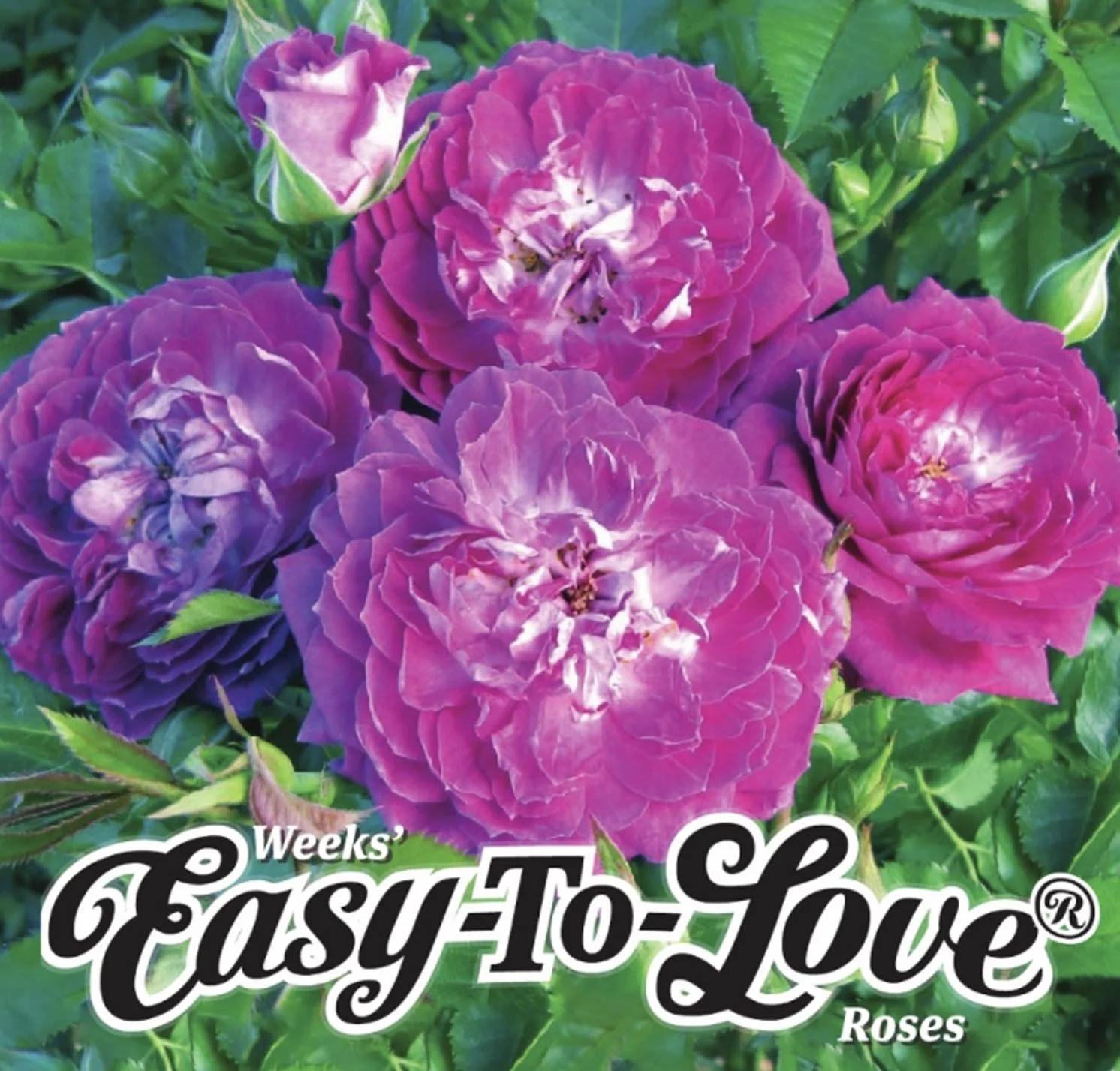 Brand New 2025 Roses — Sunnyside Nursery