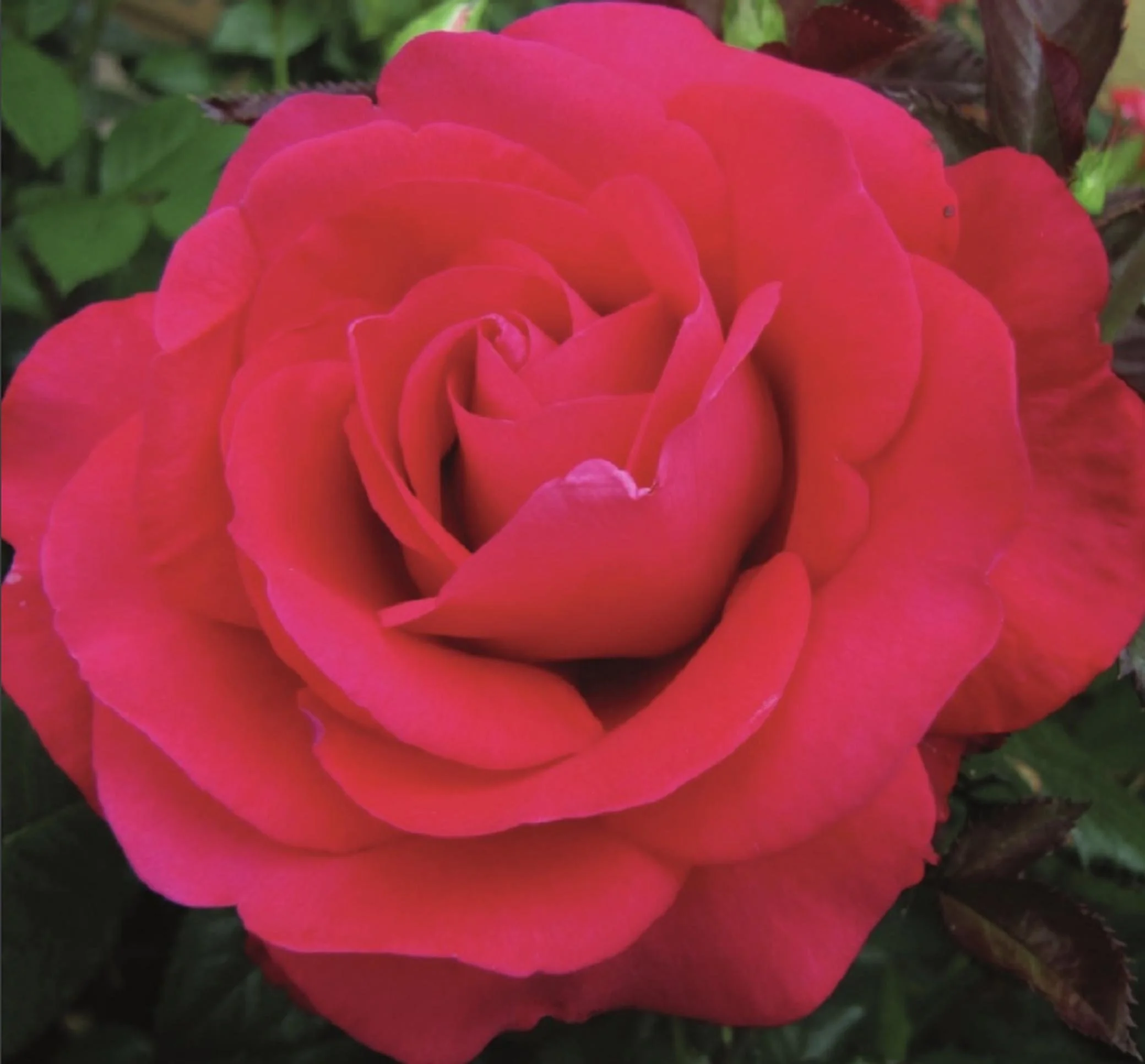 Brand New 2025 Roses — Sunnyside Nursery