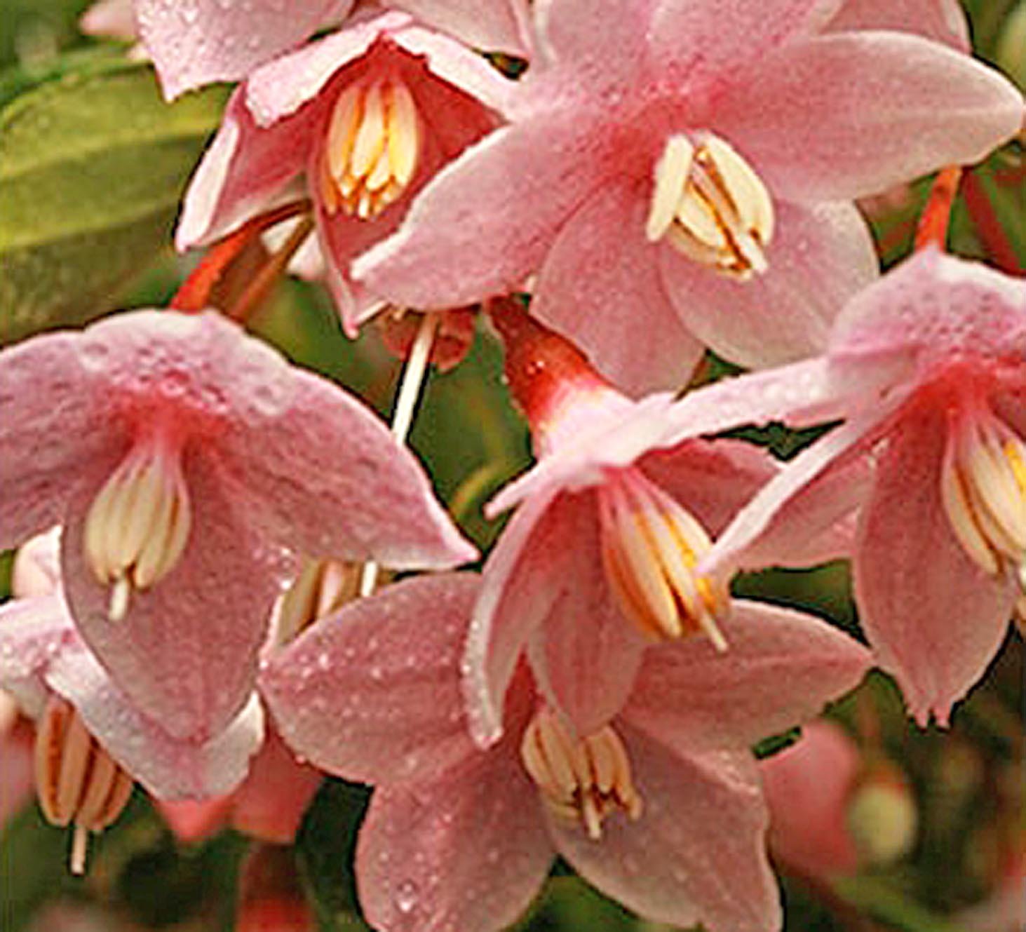 Japanese Snowbell Trees — Sunnyside Nursery