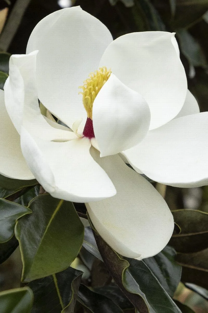Magnolia Trees — Sunnyside Nursery