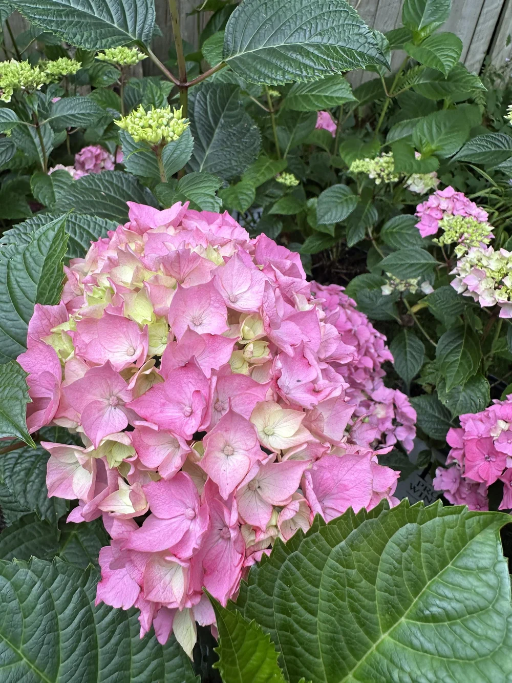 Let's Dance Hydrangeas — Sunnyside Nursery
