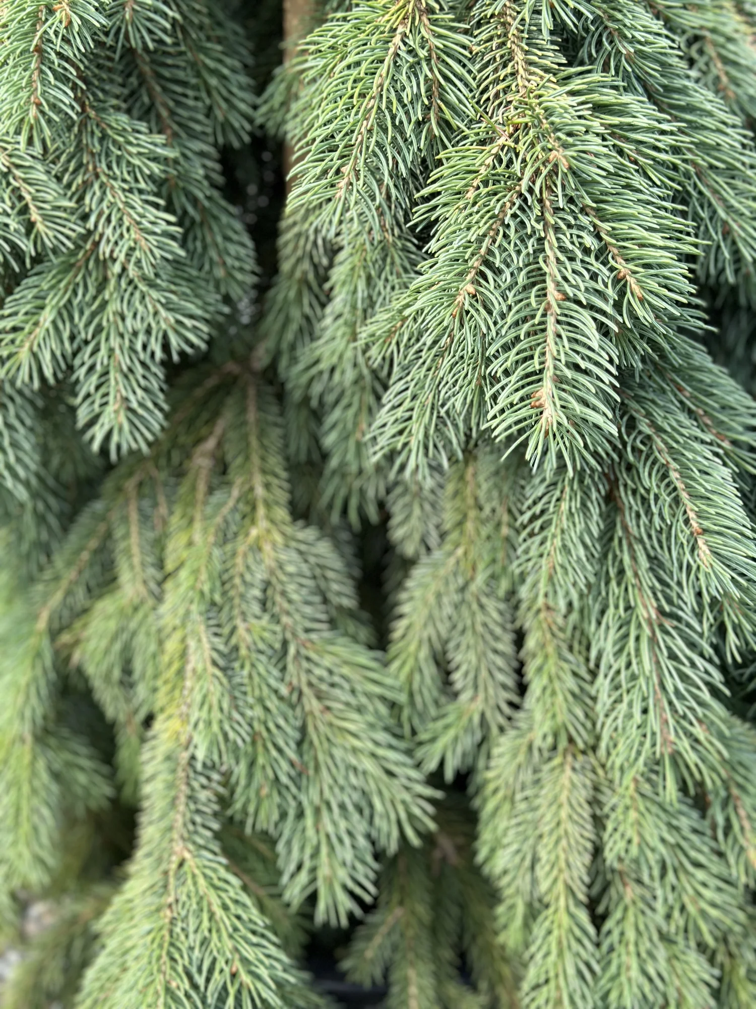 Picea — Sunnyside Nursery