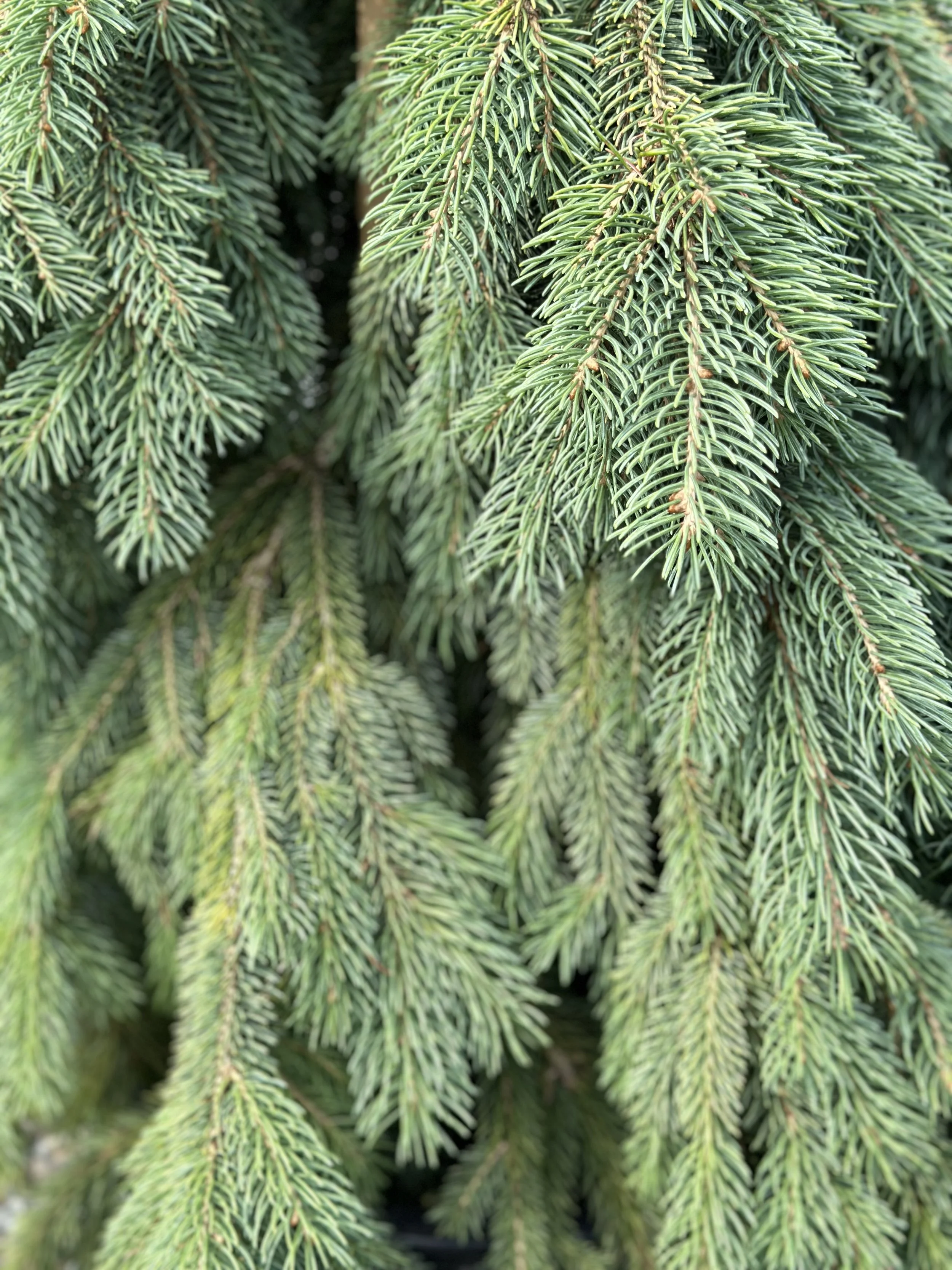 Picea — Sunnyside Nursery