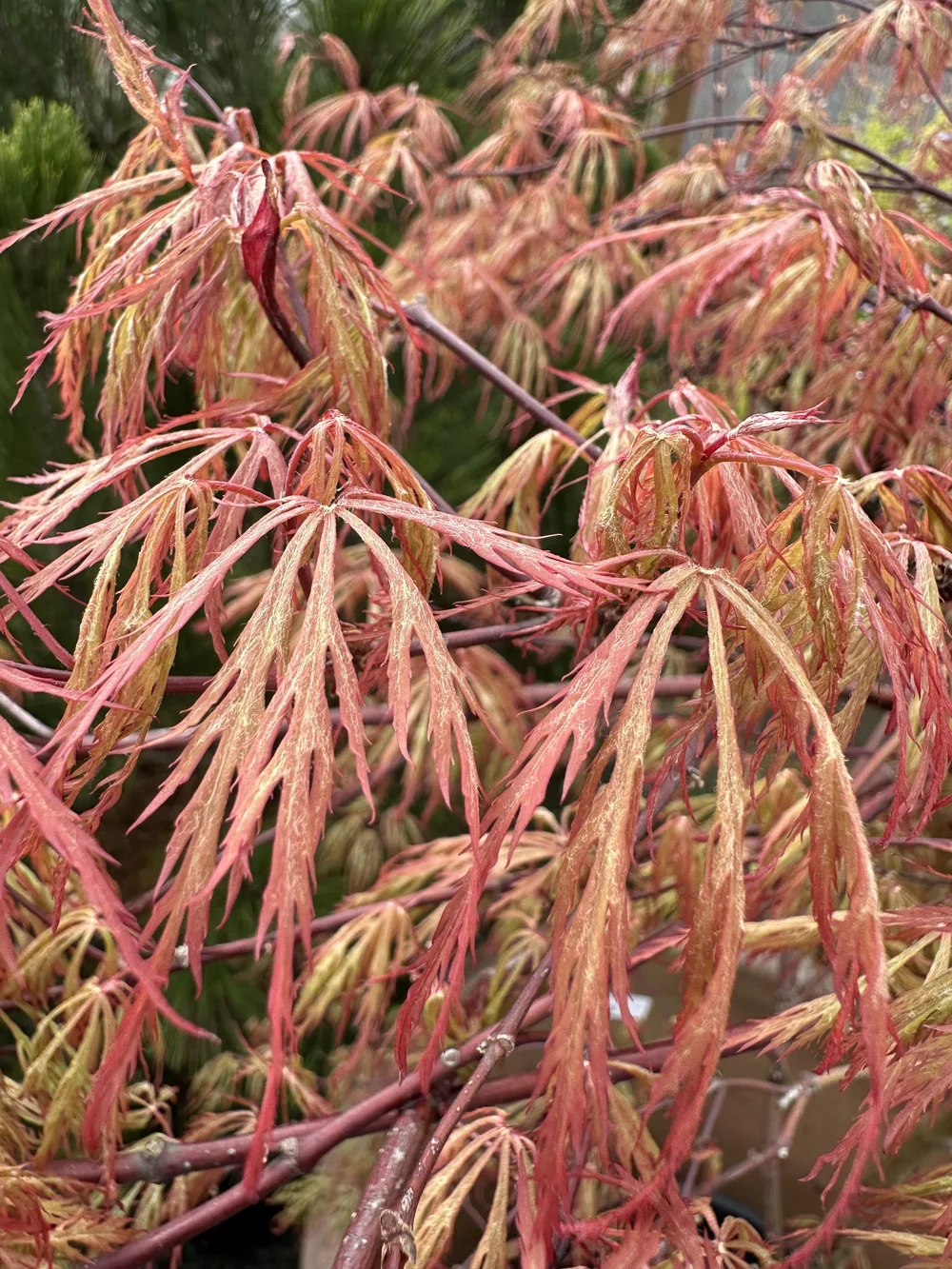 Lace-Leaf Japanese Maples — Sunnyside Nursery
