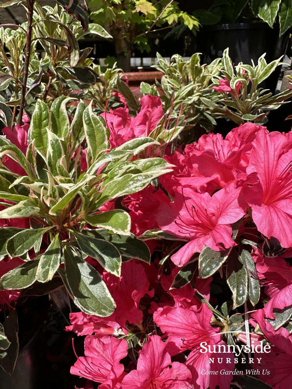 Pink Evergreen Azaleas — Sunnyside Nursery