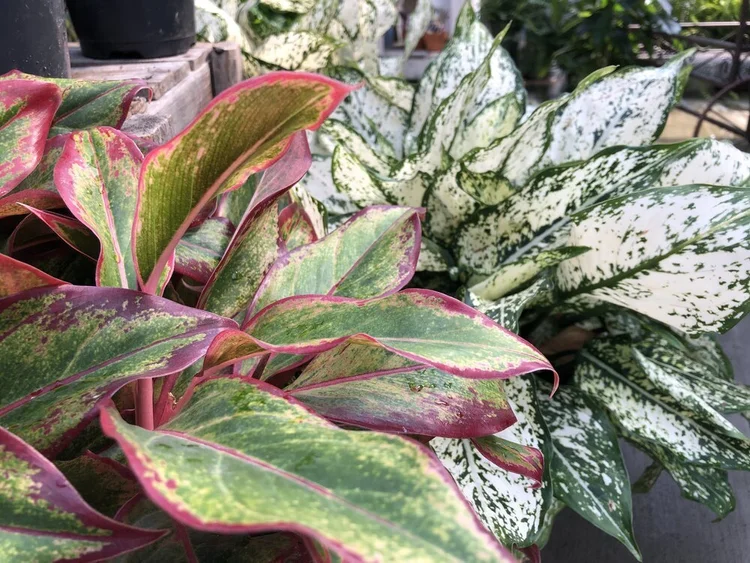 Medium Light Houseplants — Sunnyside Nursery