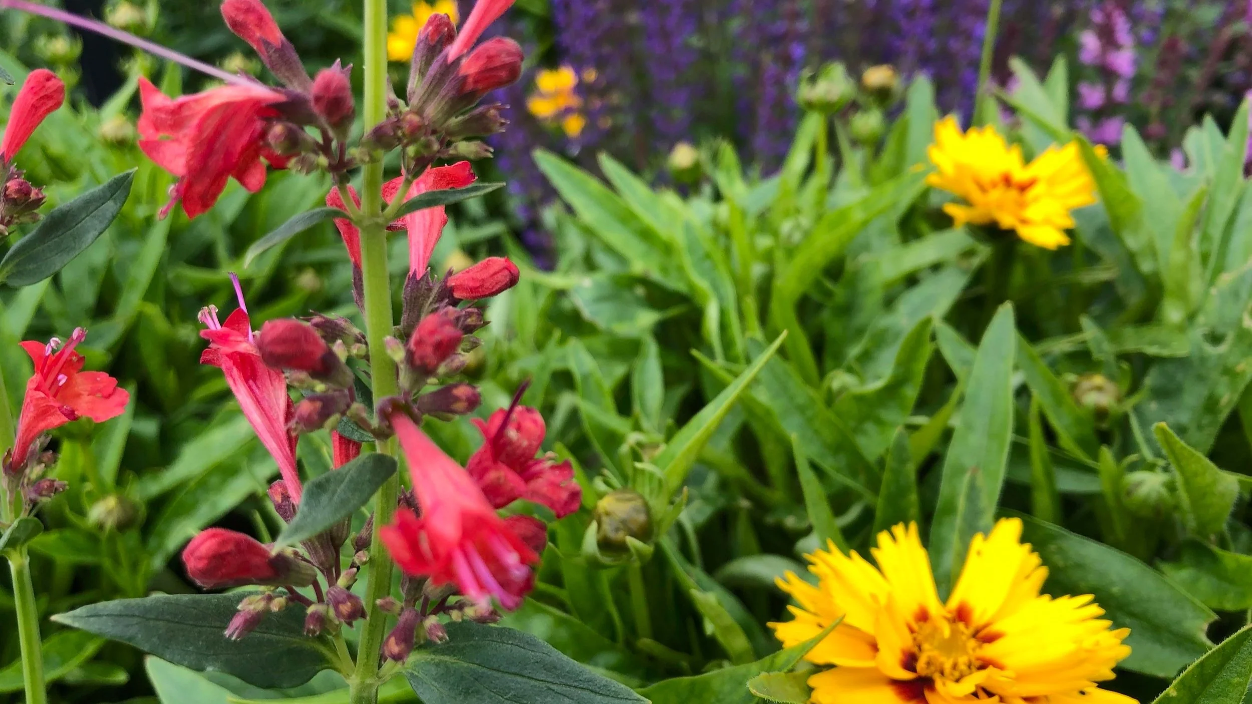 Make Your Garden Look “Hellaciously Good” With Heleniums, Helianthus ...