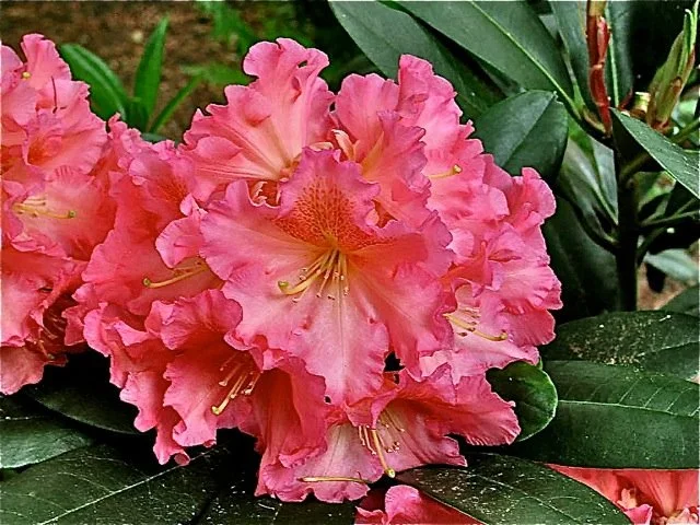 Pink Rhododendrons — Sunnyside Nursery