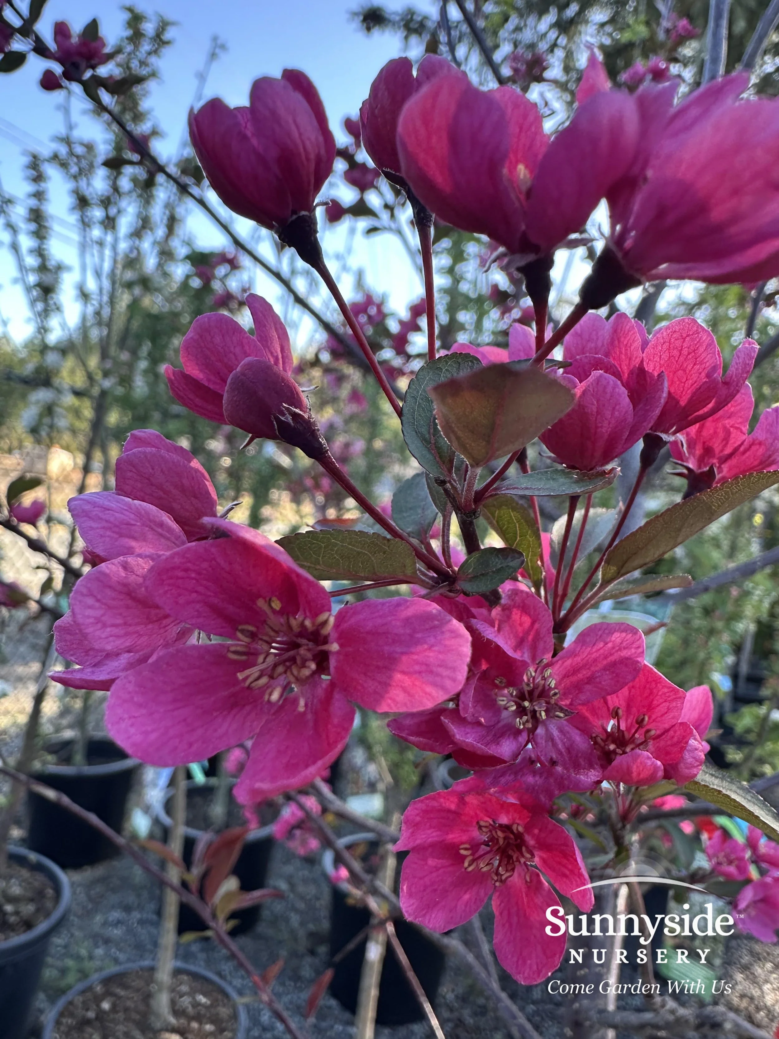Flowering Crabapple Trees — Sunnyside Nursery