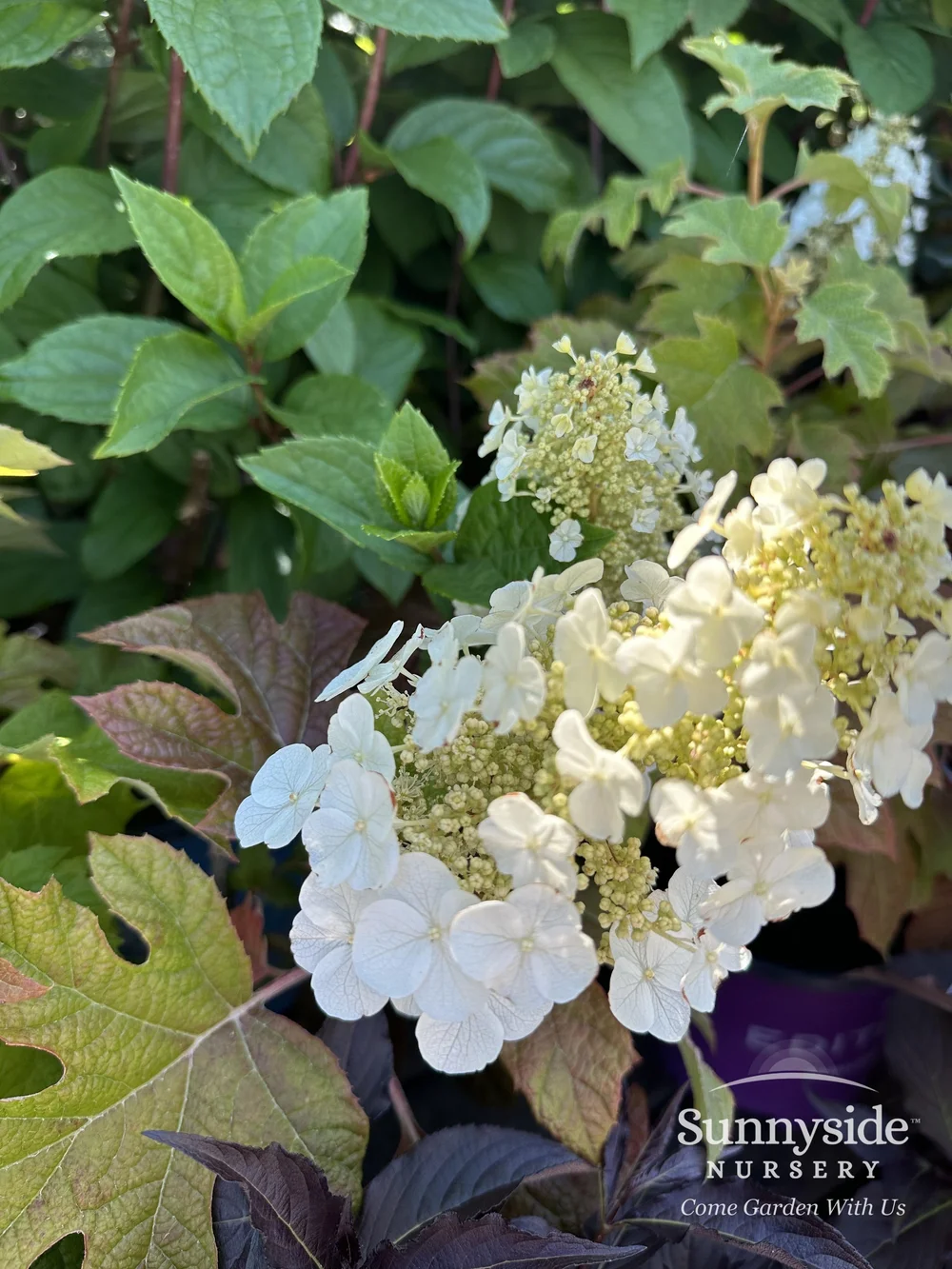 Hydrangeas — Sunnyside Nursery