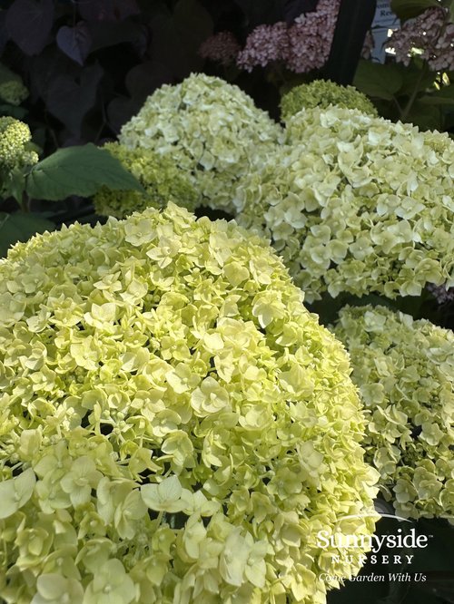 Smooth Hydrangeas — Sunnyside Nursery