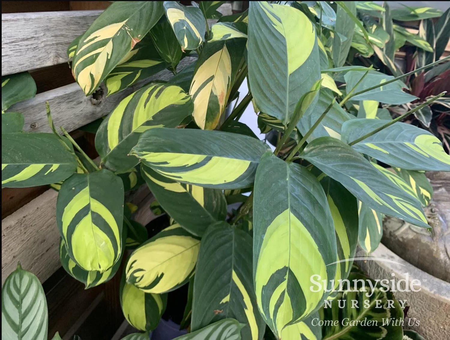 Medium Light Houseplants — Sunnyside Nursery