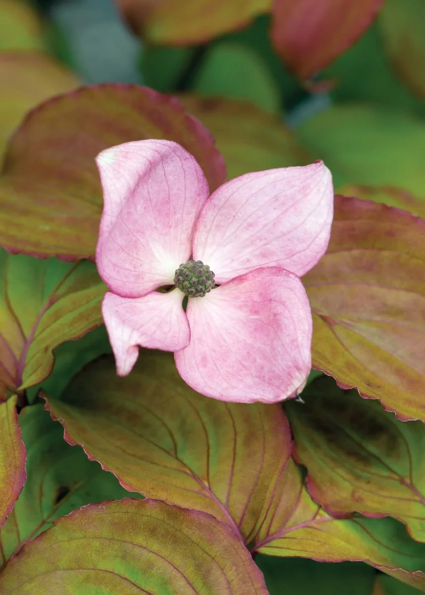 Dogwood Trees — Sunnyside Nursery