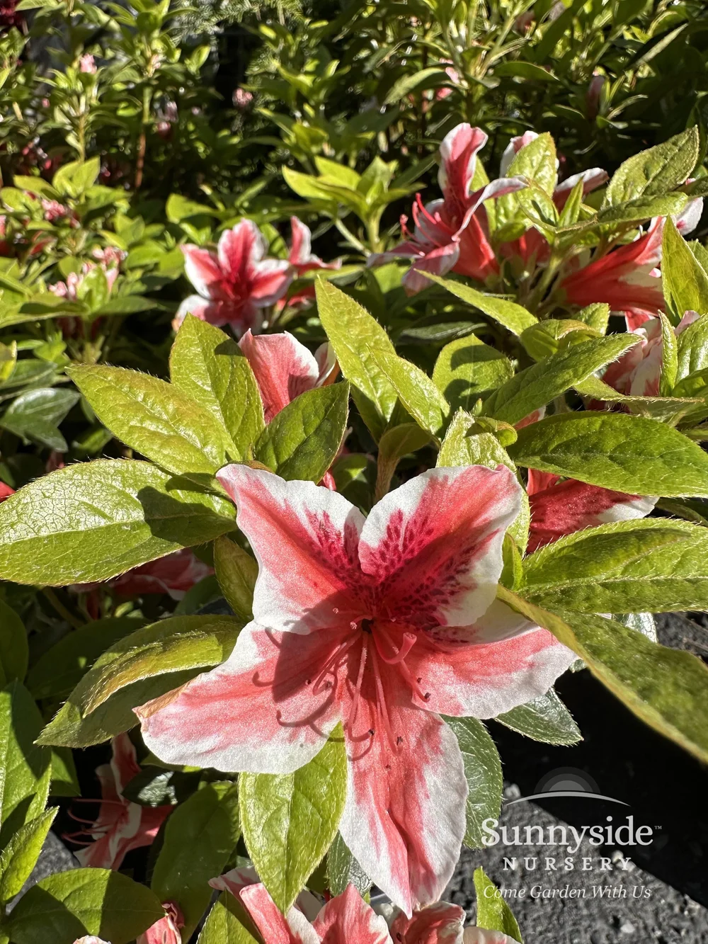 Salmon & Orange Evergreen Azaleas — Sunnyside Nursery