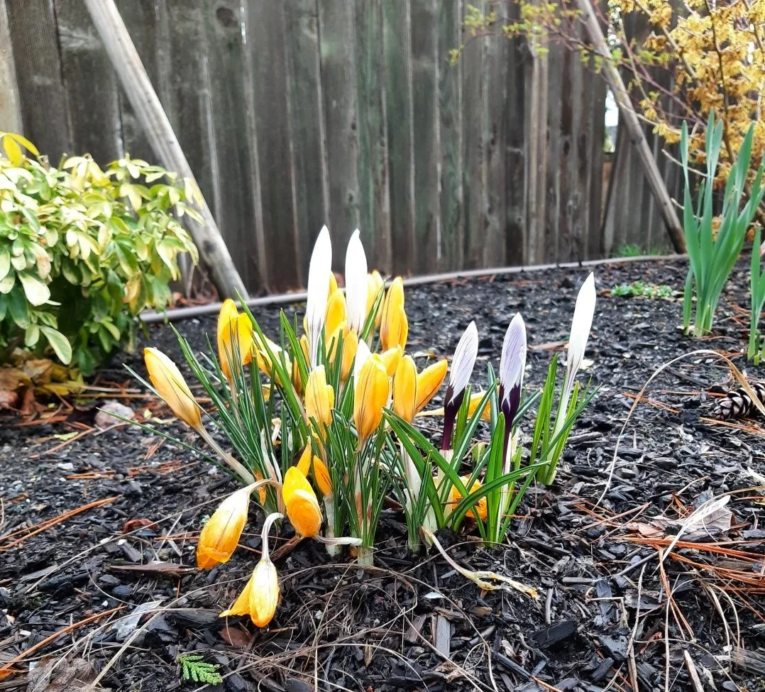 Lessons From The Garden — Sunnyside Nursery