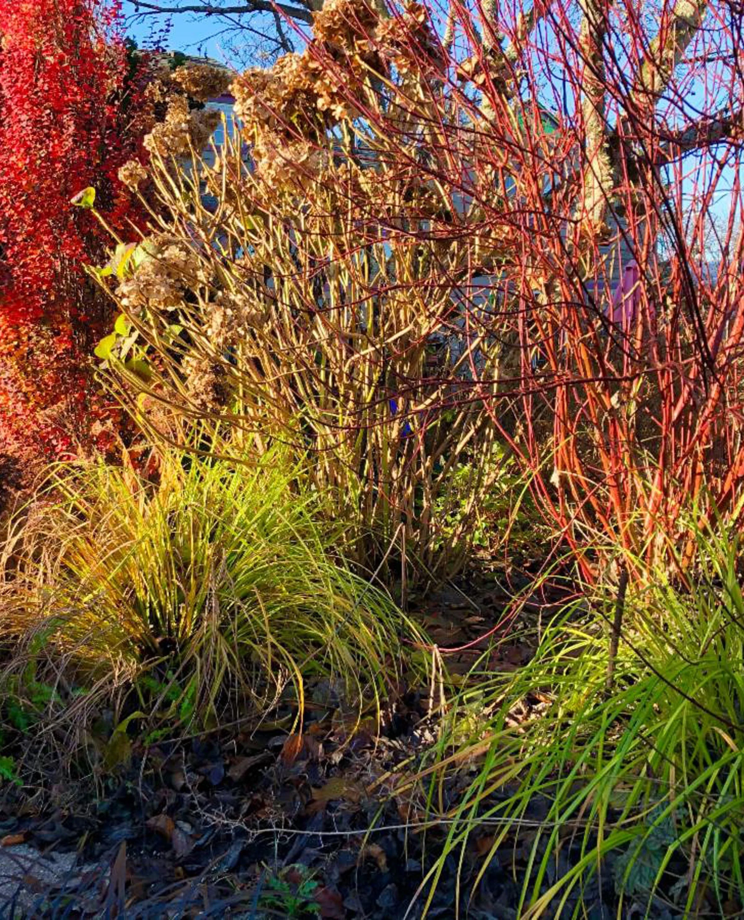 The Season Of The Sticks — Sunnyside Nursery