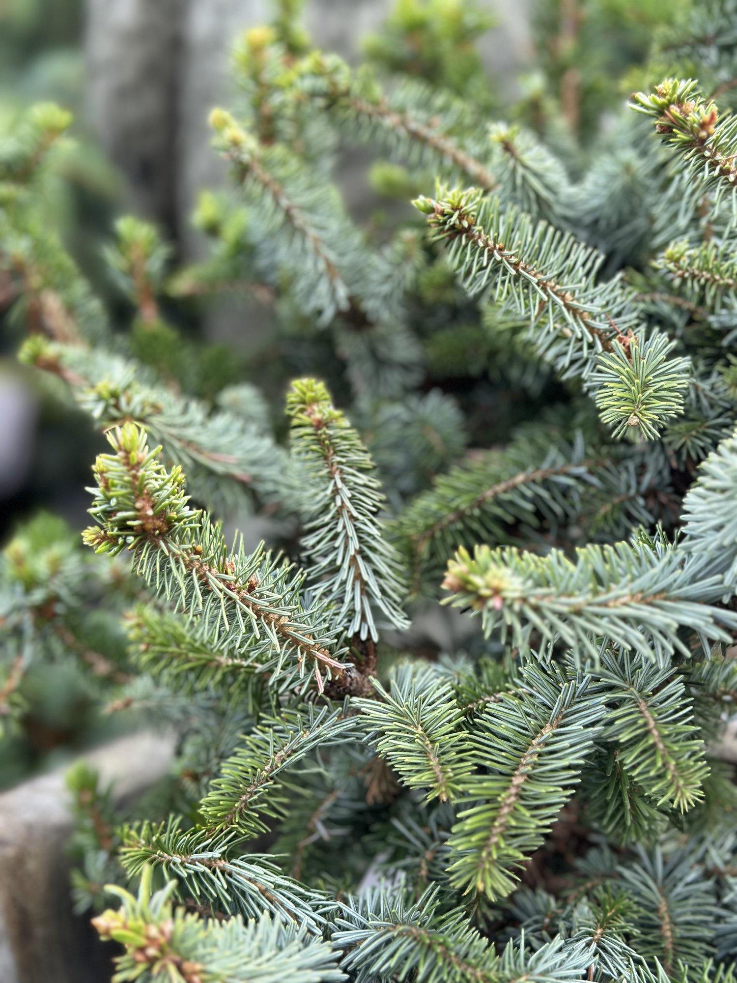 Picea — Sunnyside Nursery
