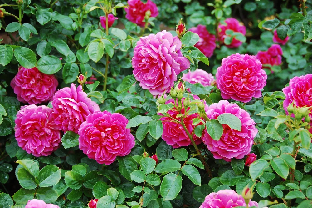 David Austin English Roses — Sunnyside Nursery