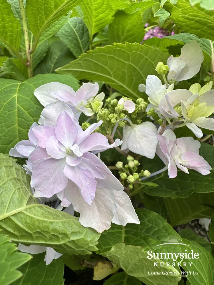 Mountain Hydrangeas — Sunnyside Nursery