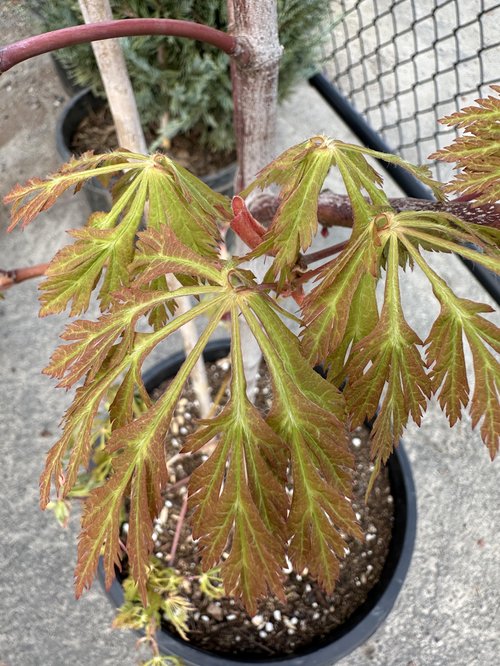 Specialty Japanese Maples — Sunnyside Nursery