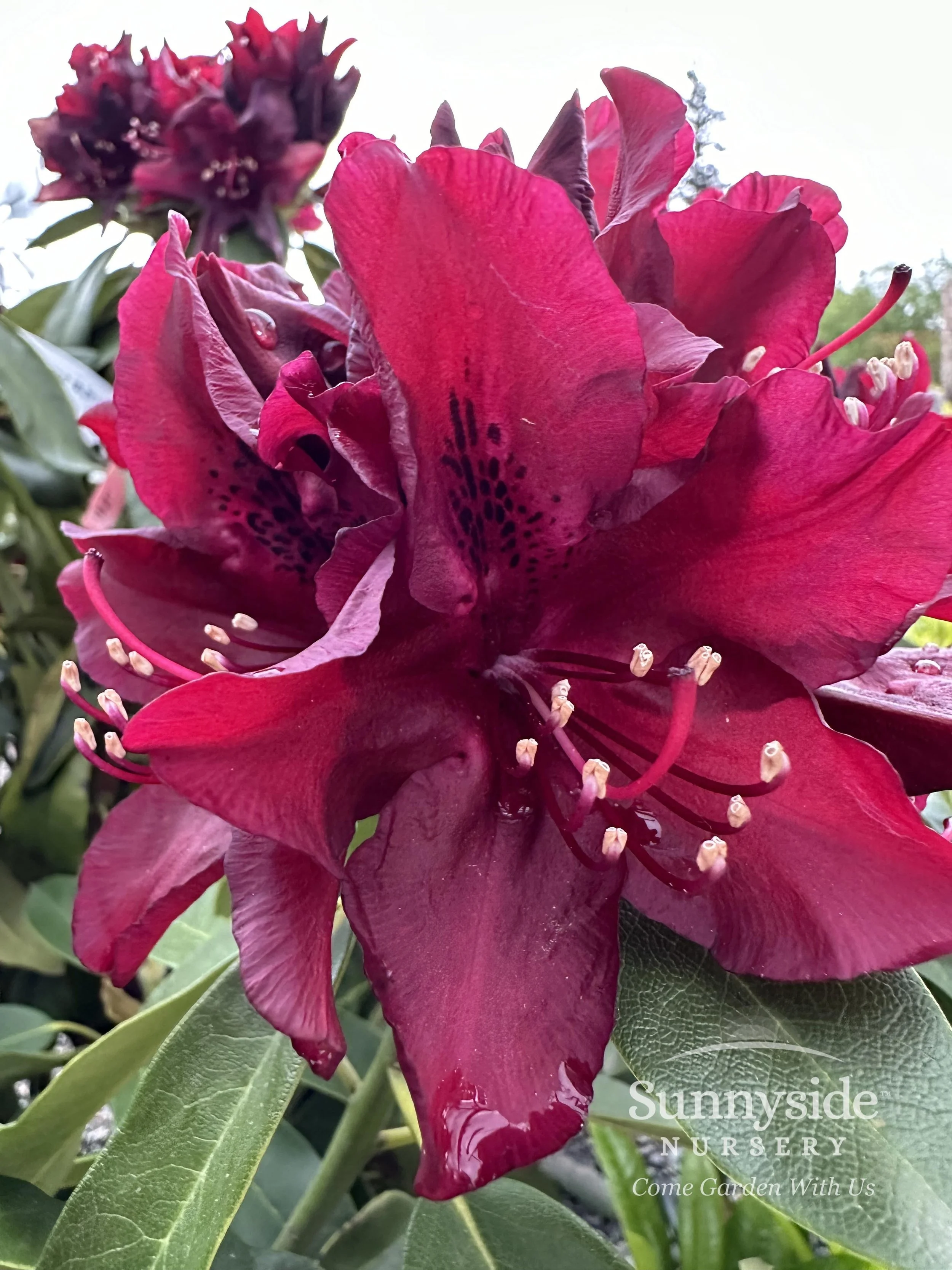 Red Rhododendrons — Sunnyside Nursery