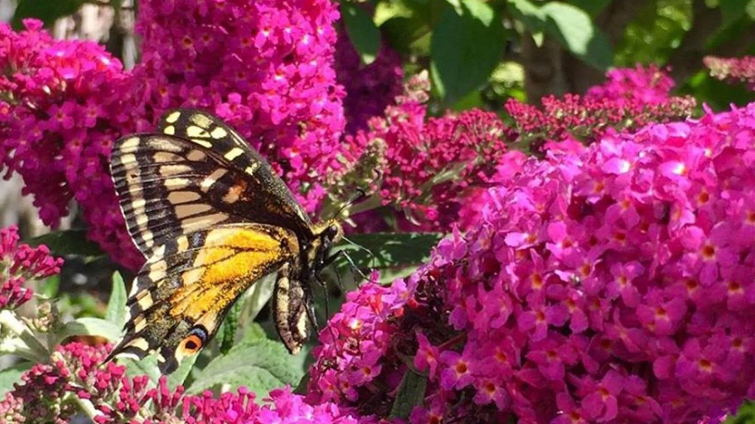 Not Your Grandma’s Butterfly Bushes — Sunnyside Nursery