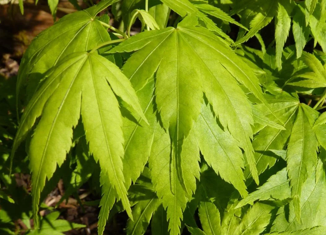 Japanese Maples Over 10 Feet — Sunnyside Nursery