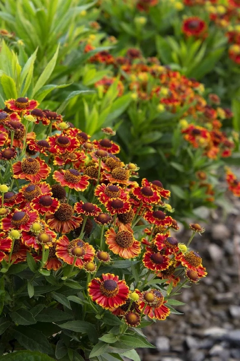 Make Your Garden Look “Hellaciously Good” With Heleniums, Helianthus ...