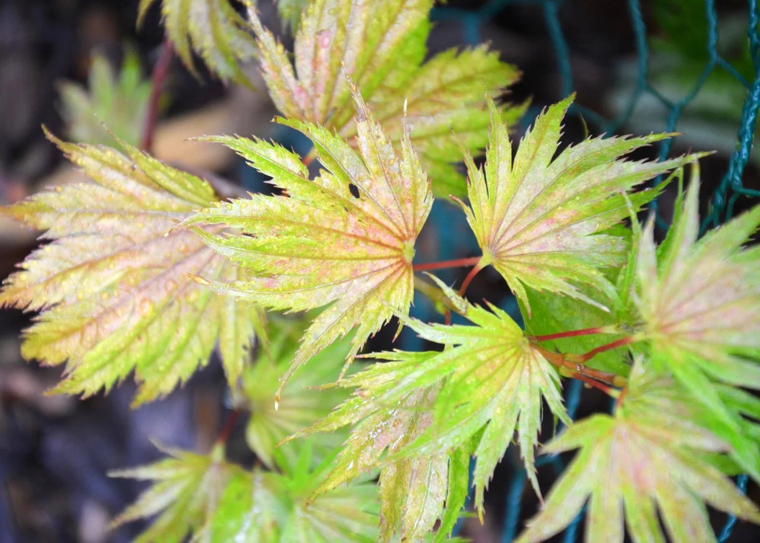 Specialty Japanese Maples — Sunnyside Nursery