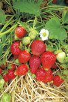 Strawberries — Sunnyside Nursery