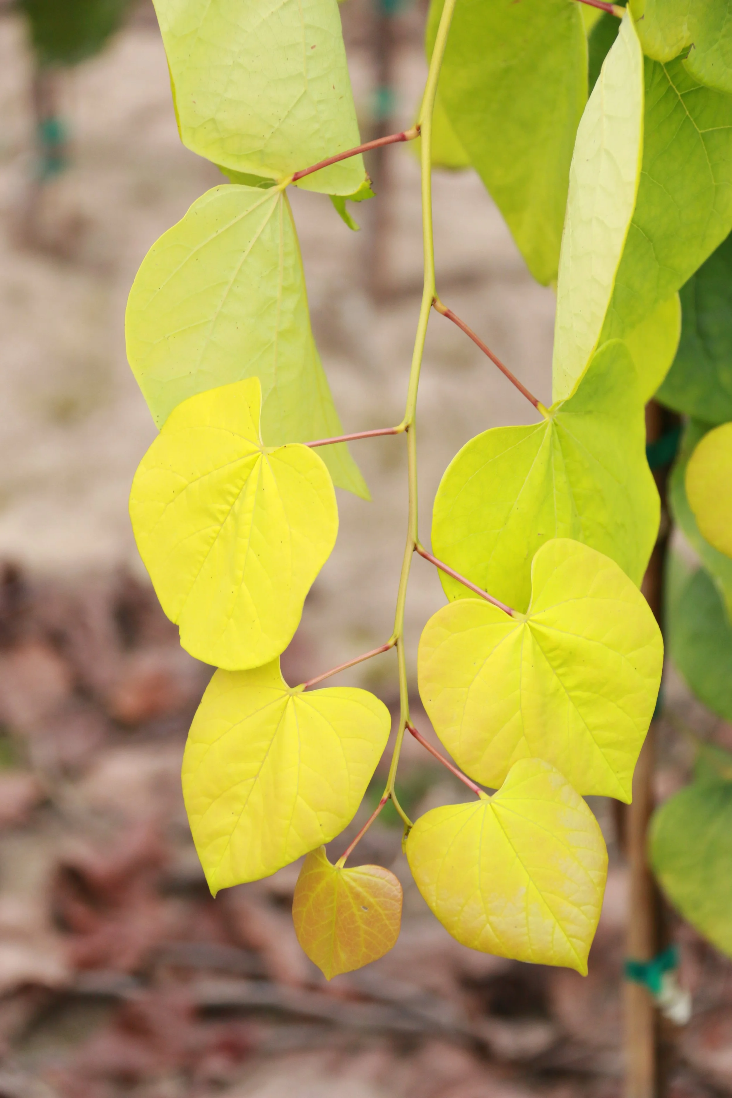 Redbud Trees — Sunnyside Nursery