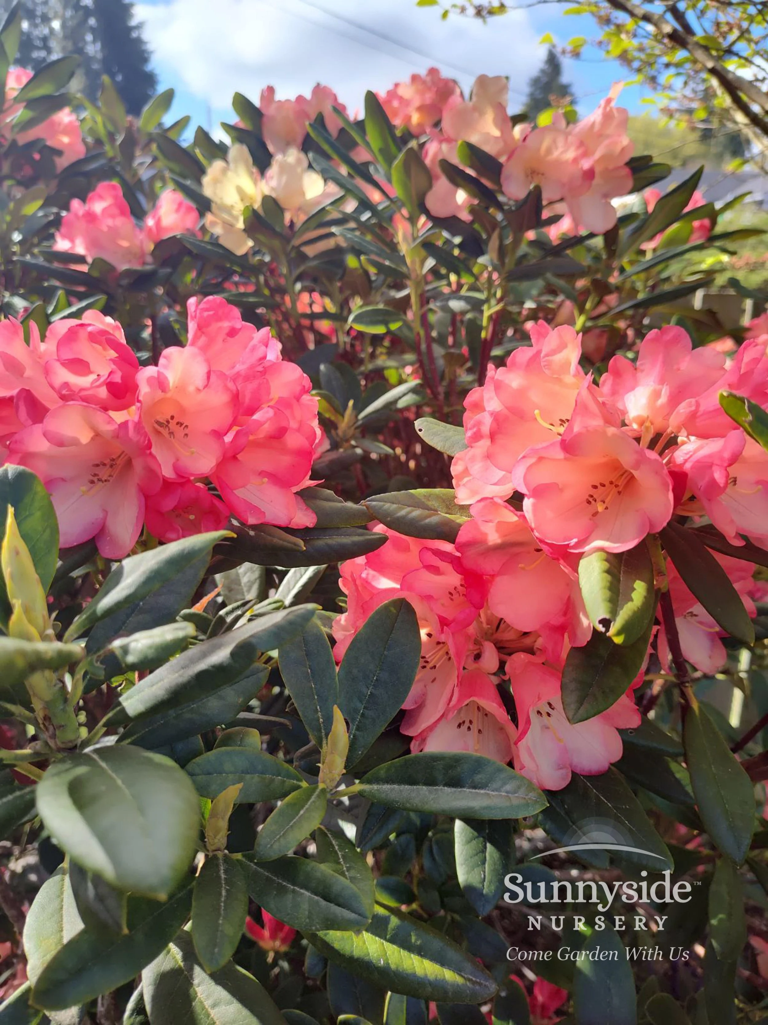 Rhododendrons & Azaleas — Sunnyside Nursery