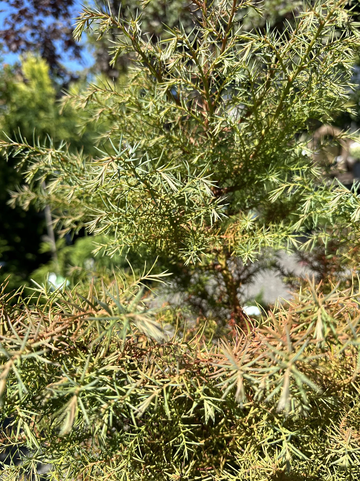 Cryptomeria — Sunnyside Nursery