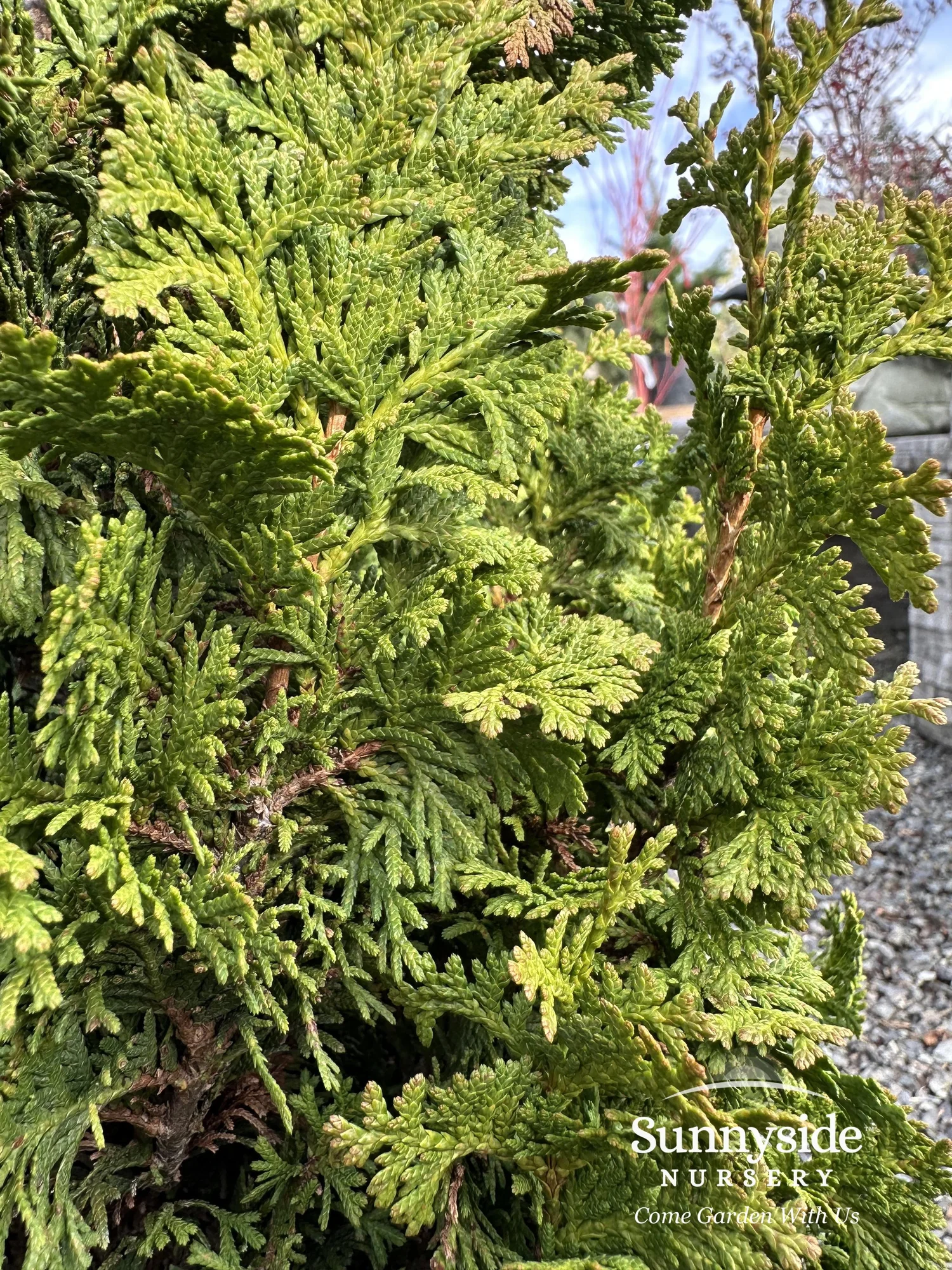Thuja — Sunnyside Nursery