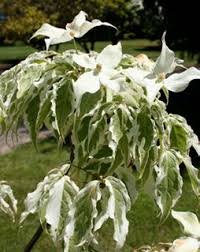 Dogwood Trees — Sunnyside Nursery