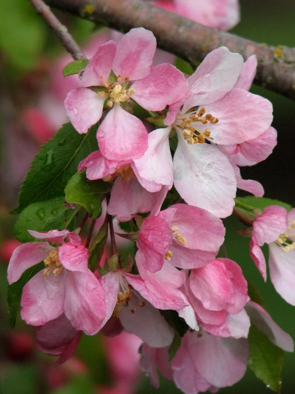 Flowering Crabapple Trees — Sunnyside Nursery