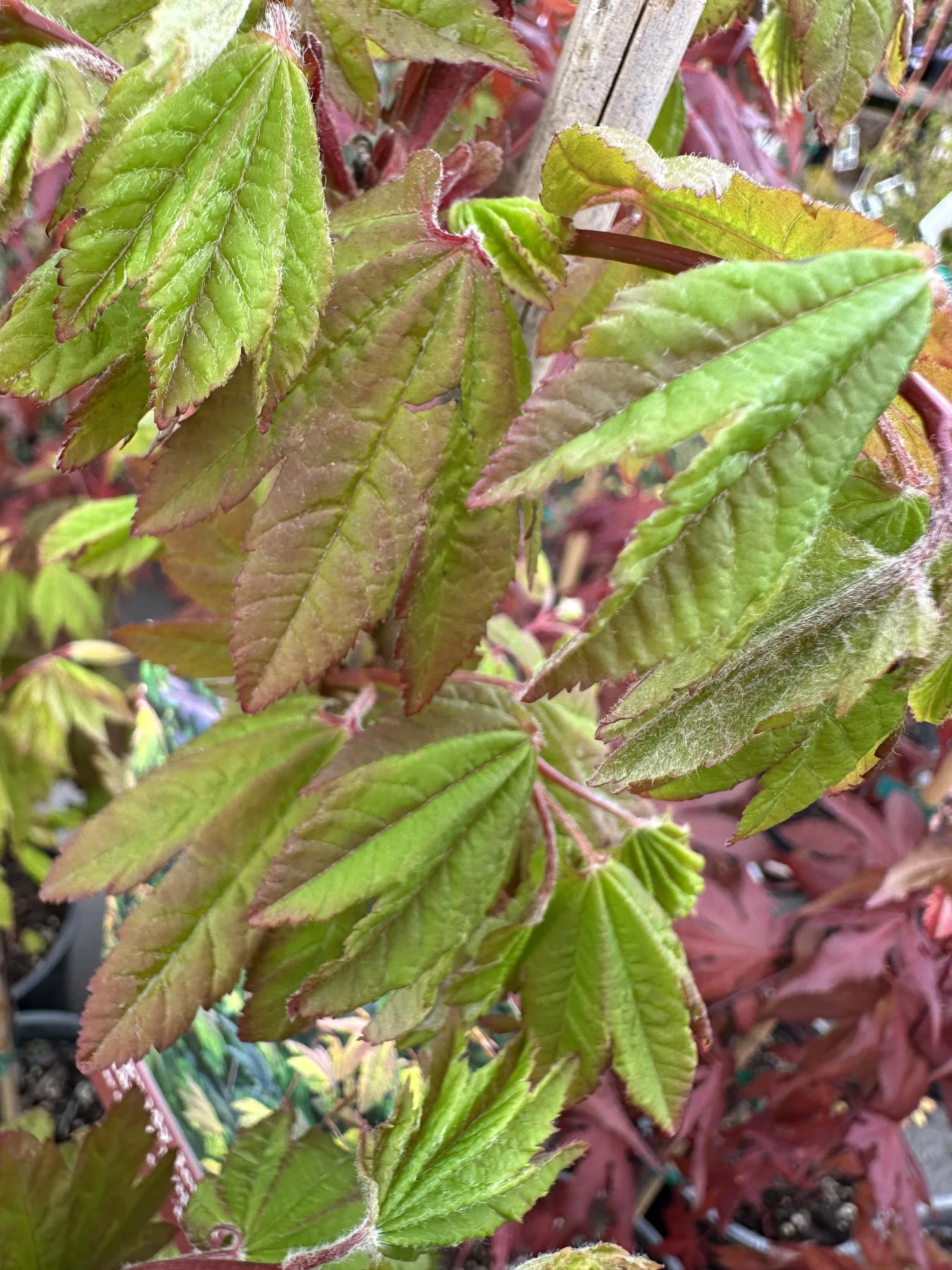 Specialty Japanese Maples — Sunnyside Nursery
