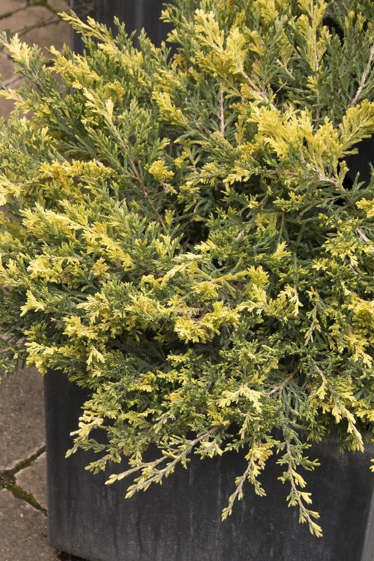 Juniperus — Sunnyside Nursery