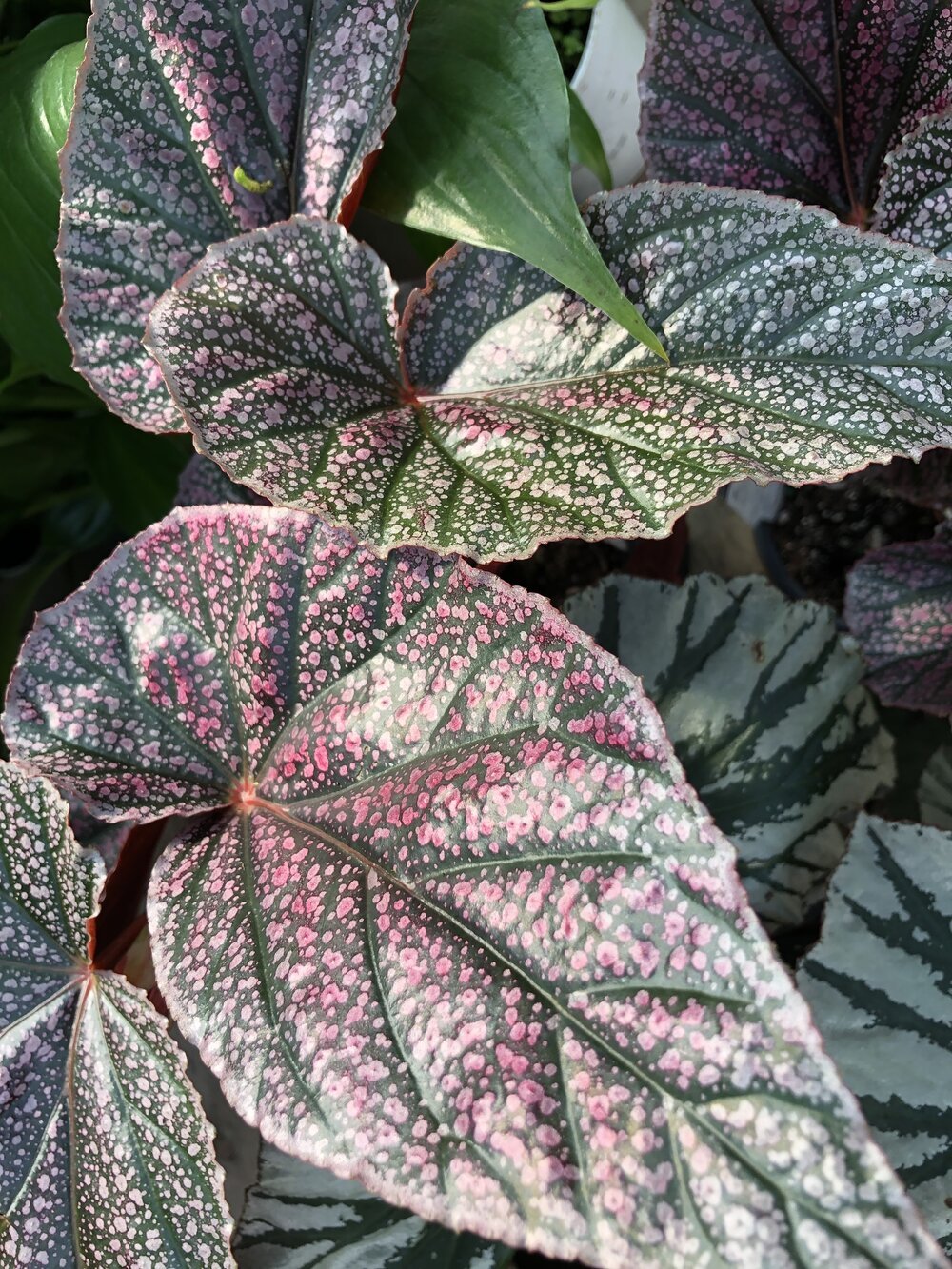 Medium Light Houseplants — Sunnyside Nursery